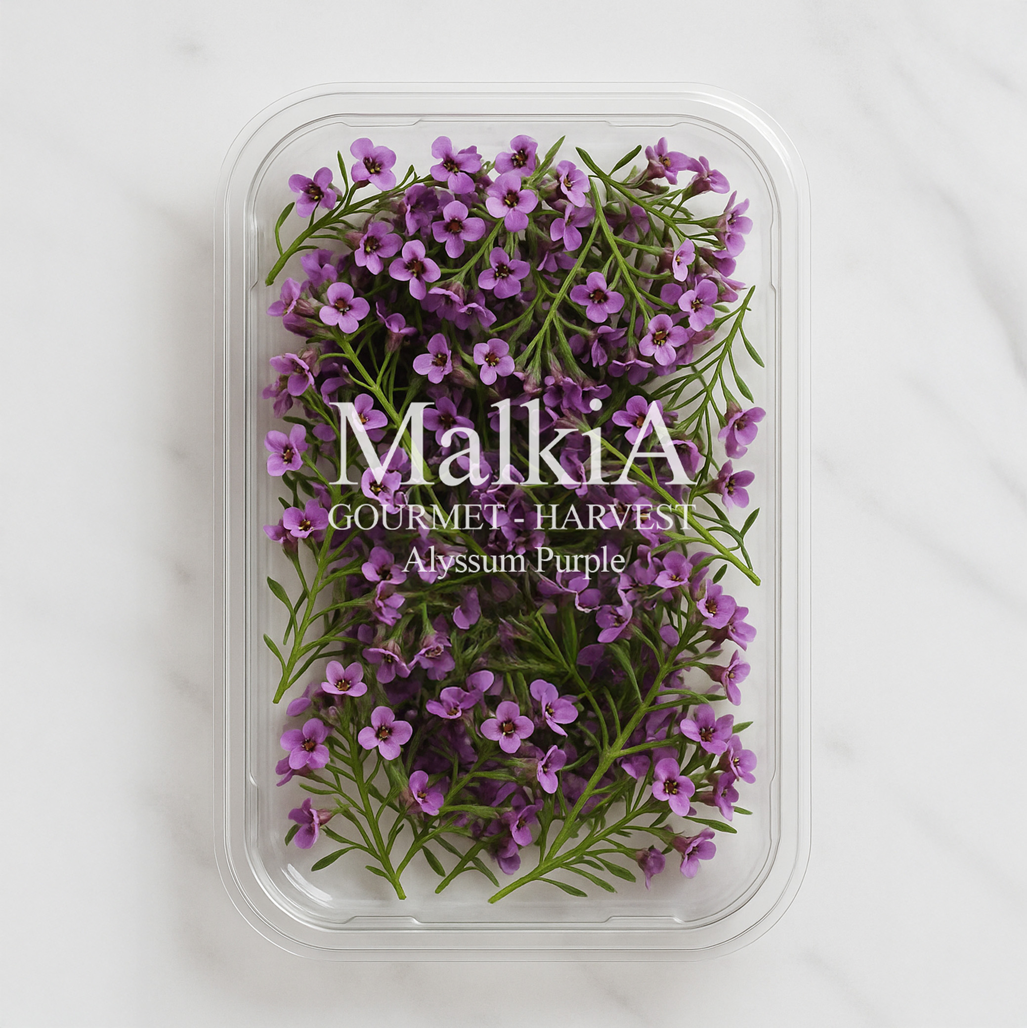 Alyssum – Purple – MALKIA Gourmet Harvest: Excellence in Baby ...