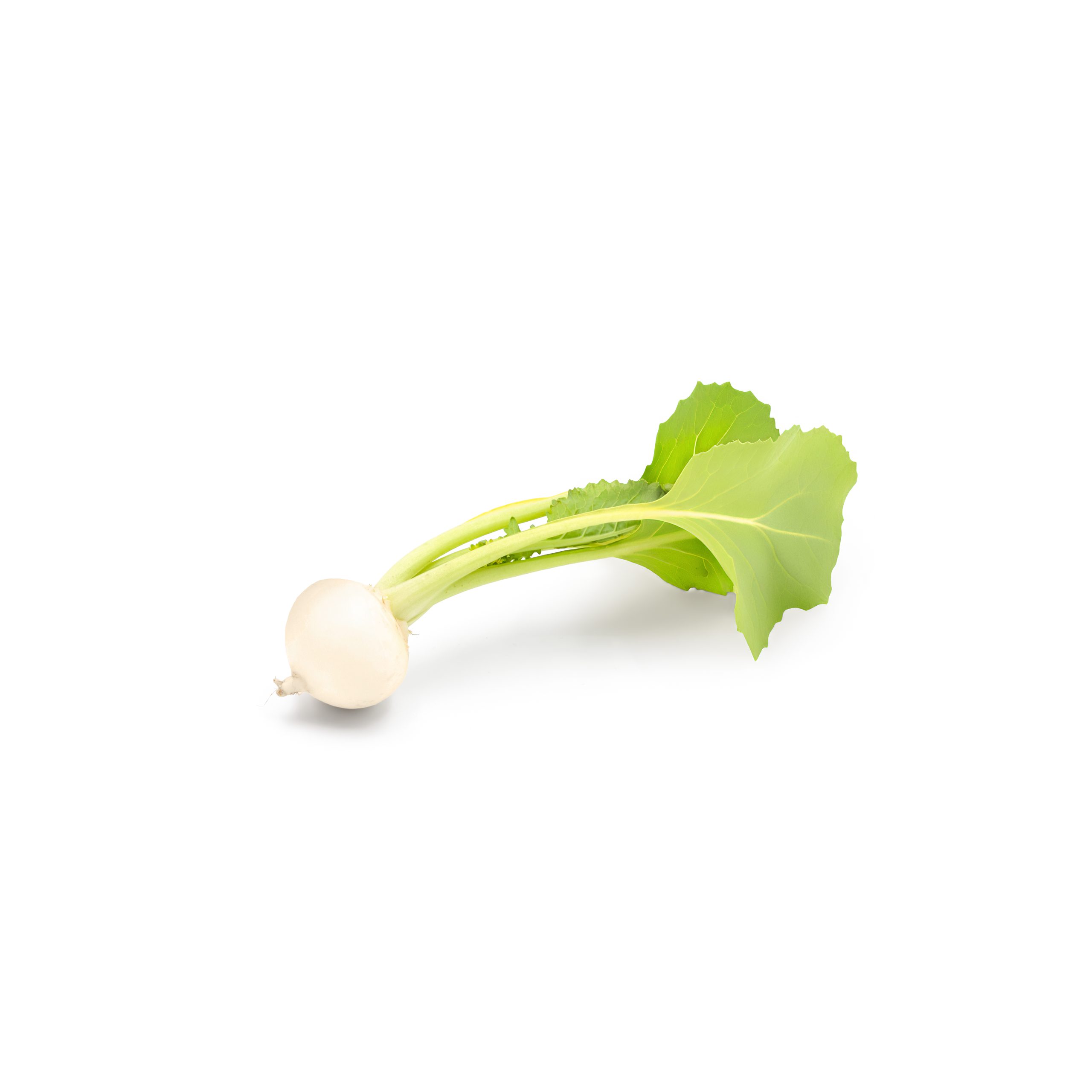 Baby Turnips with Leaf – White – MALKIA Gourmet Harvest: Excellence in ...