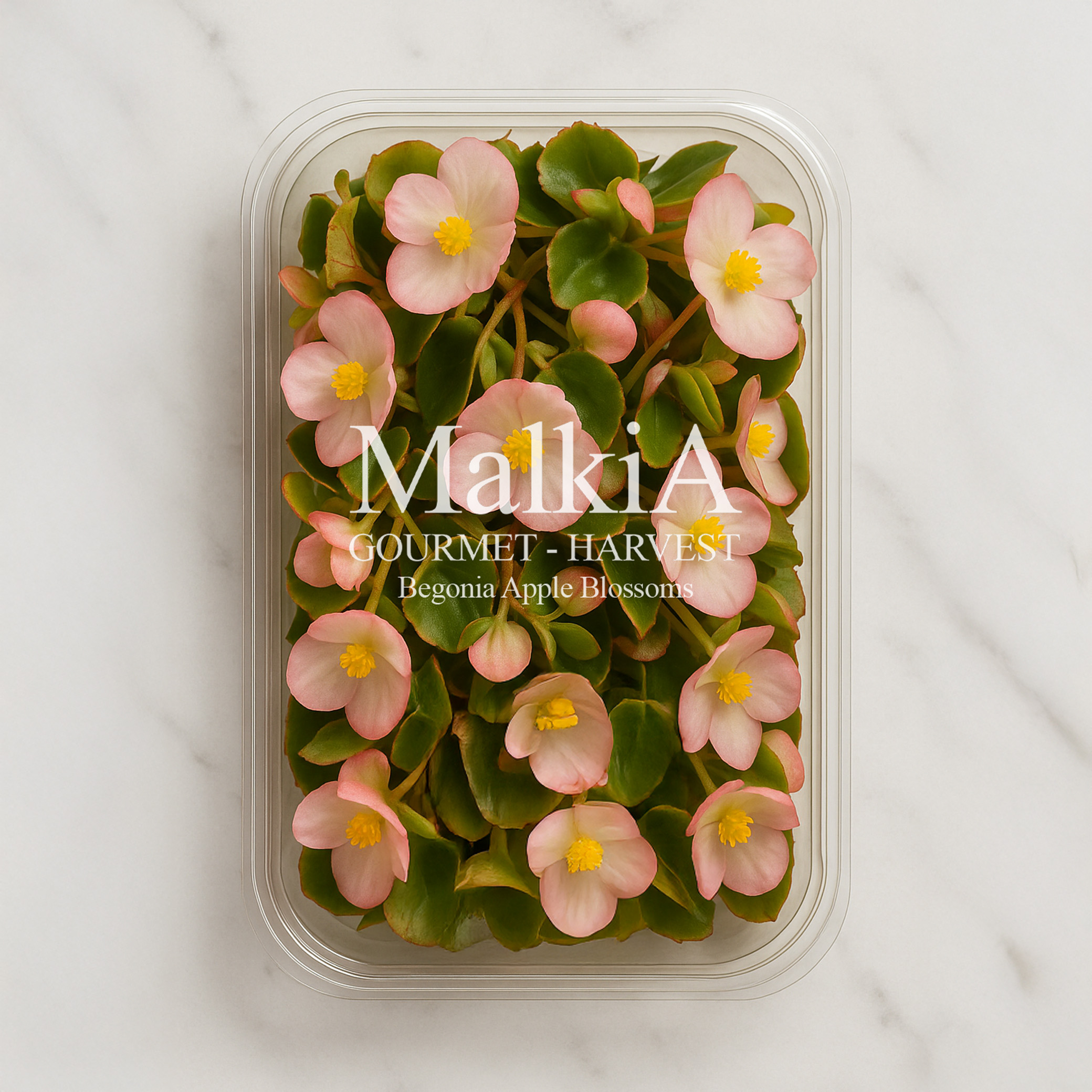 Begonia Apple Blossoms – MALKIA Gourmet Harvest: Excellence in Baby ...