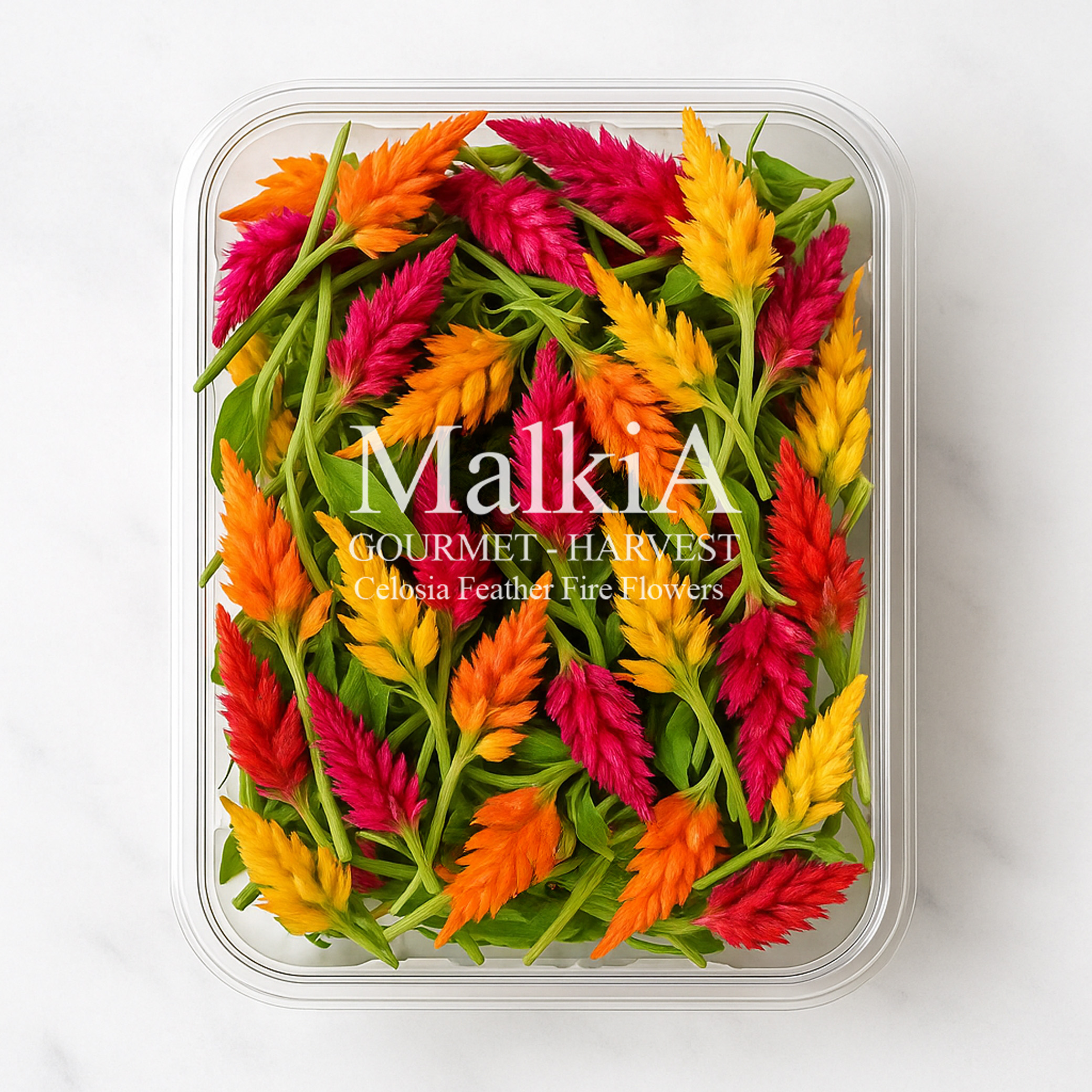 Celosia Feather (Fire Flowers) – MALKIA Gourmet Harvest: Excellence in ...