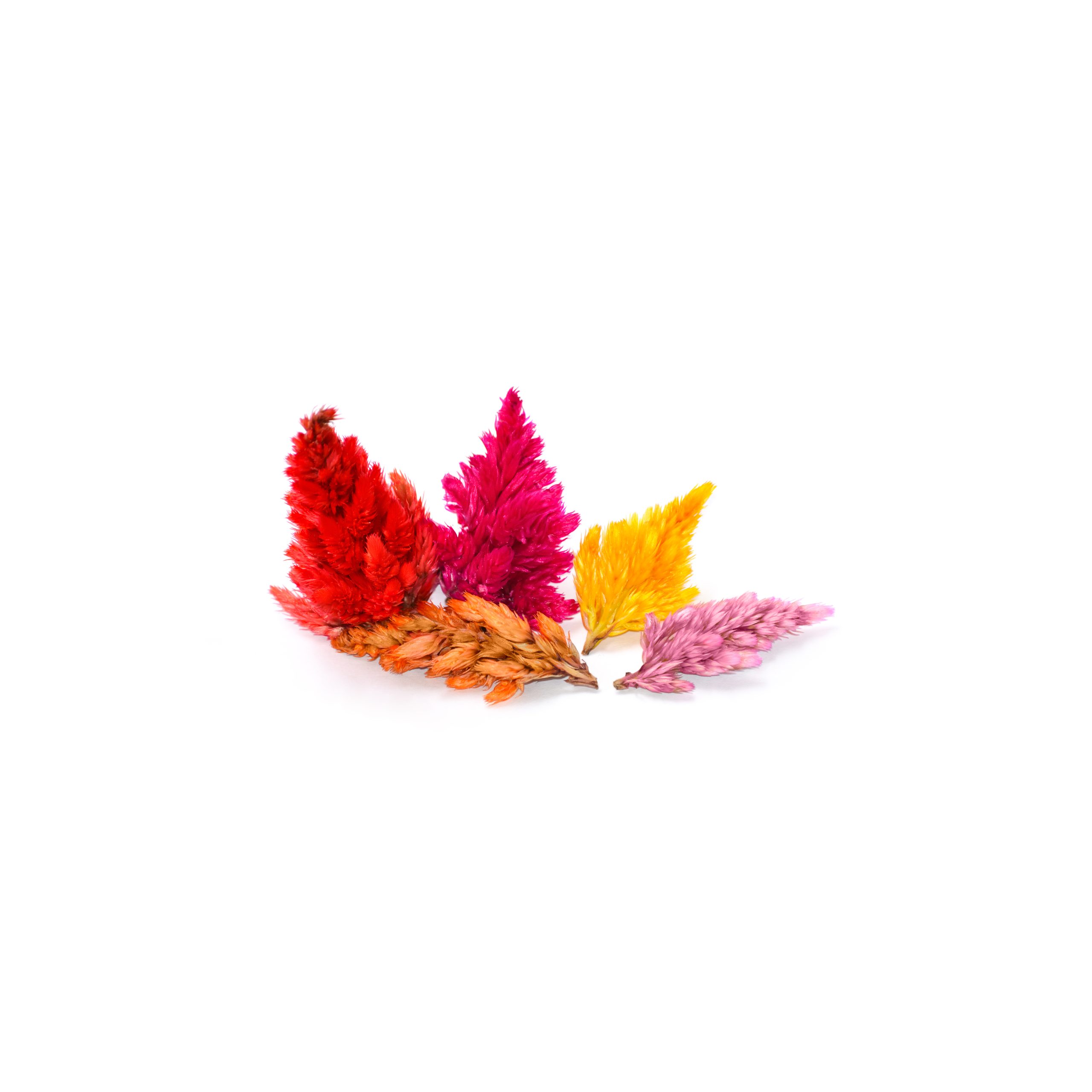 Celosia Feather (Fire Flowers) – MALKIA Gourmet Harvest: Excellence in ...