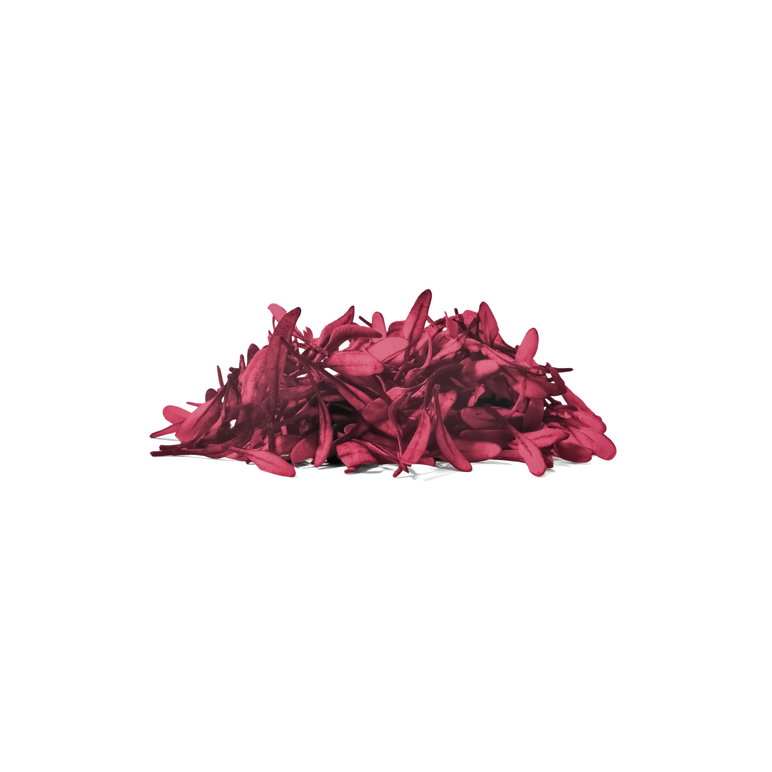 Micro Amaranth – Red – MALKIA Gourmet Harvest: Excellence in Baby ...