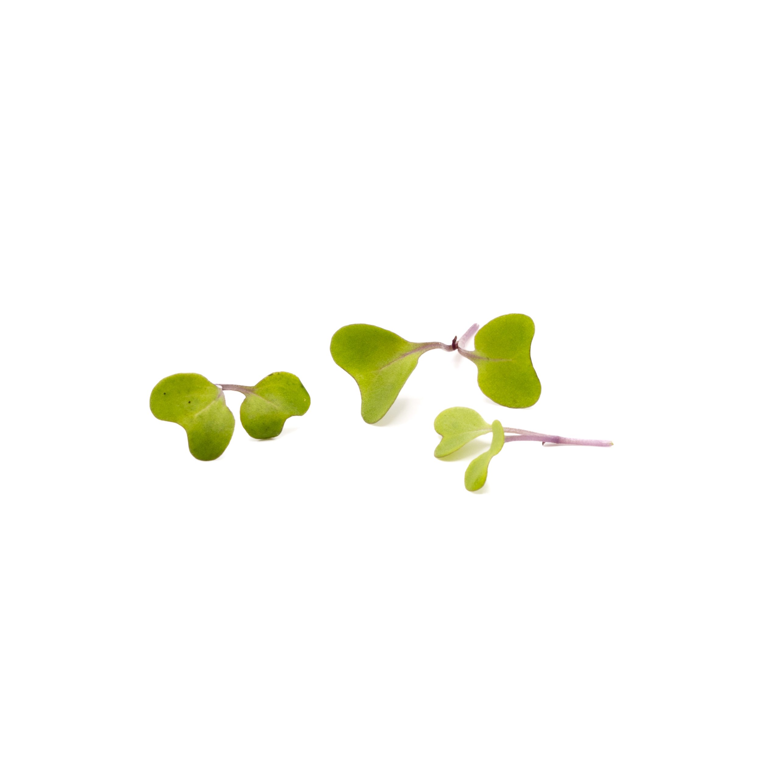 Micro Radish – MALKIA Gourmet Harvest: Excellence in Baby Vegetables ...