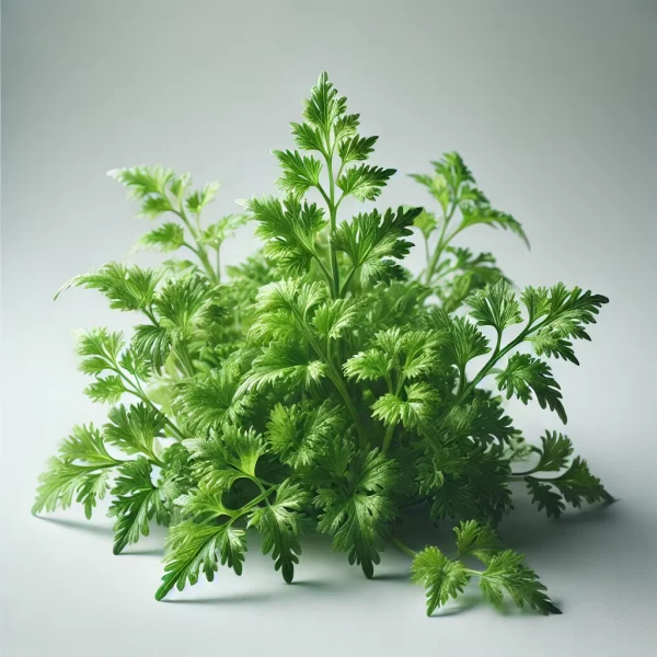 Micro Green Mizuna – MALKIA Gourmet Harvest: Excellence in Baby ...