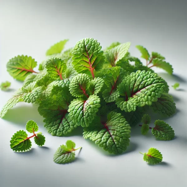 Micro Red Mustard – MALKIA Gourmet Harvest: Excellence in Baby ...